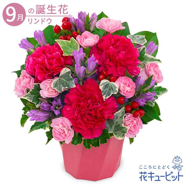 リンドウに鮮やかなピンクをあわせたキュートなアレンジメント。秋の花であるリンドウを中心に、華やかな雰囲気に仕上げたフラワーギフトです。存在感のあるビビッドな器が可愛らしいプレゼントは、お部屋で映えること間違いなし。525371リンドウを中心...