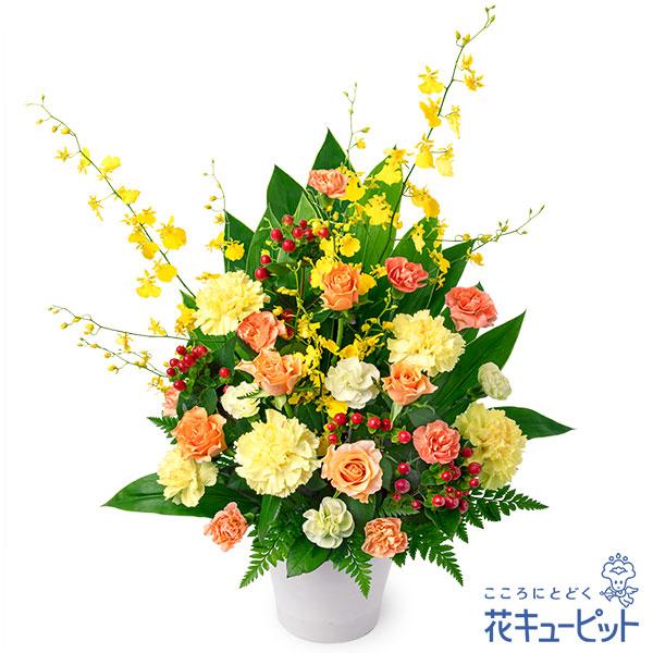 オレンジのバラを中心に、豪華で動きのあるシルエットに仕上げたアレンジメント。華やかでありながら親しみやすい色合いにまとめました。開店祝いなどのフォーマルな贈り物のほか、引っ越し祝いや還暦祝いなどにもおすすめです。524402華やかでありなが...