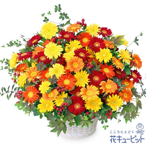 ふんだんに３色のガーベラを使い豪華でボリューム満点に仕上げました。赤ガーベラ・オレンジガーベラ・イエローガーベラなどのお花で、暖かな色合いにまとめた鮮やかなアレンジメント。525092豪華でボリューム満点！暖かな色合いのギフト　お祝いのメッ...