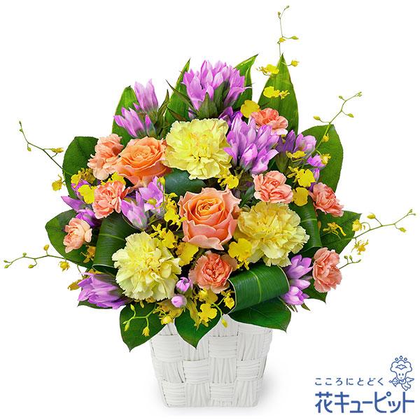 ピンクのリンドウにビタミンカラーの花々を合わせた、明るい印象のアレンジメントです。誕生日や記念日などはもちろん、出産祝いやお見舞いなどの元気づけたいシーンにもおすすめ。フレッシュな色合いのフラワーギフトで元気を贈りませんか。525178リン...
