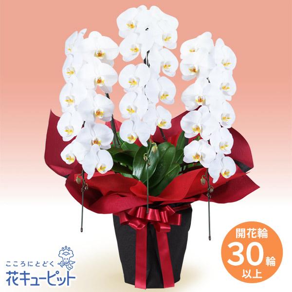 特別なお祝いに相応しい3本立ちの胡蝶蘭です。花キューピット加盟店が直接手渡しで確実にお届けします。面倒な梱包材の片づけはありません。お困りのことがございましたらいつでもカスタマーセンターにお問い合わせください。512529加盟店が直接お届け...