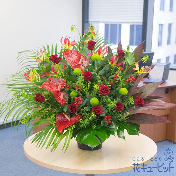 事務所や店舗等の広い空間にも飾って映える、ワンランク上の大型アレンジメントです。開店開業祝いや、事務所移転のお祝いなどにもぴったりです。ひときわ華やかに御祝いを彩るレッドカラーです。524301ひときわ華やかに御祝いを彩るレッドカラーの大型...