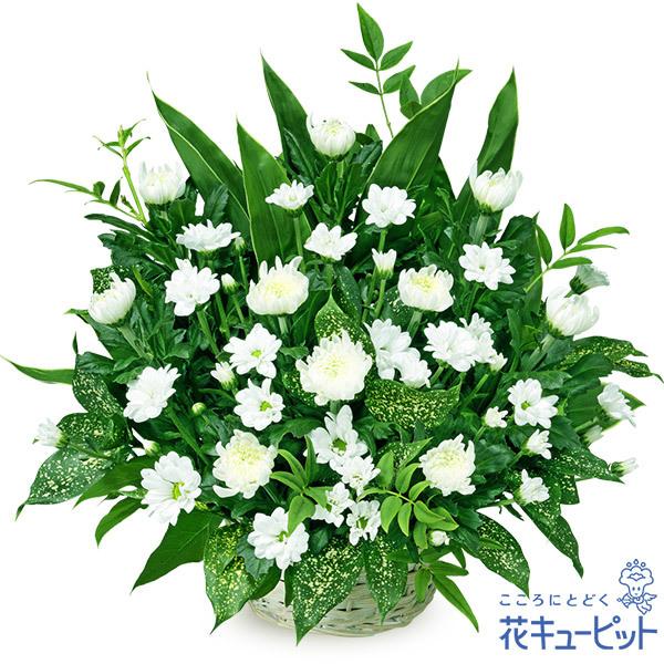 シンプルで落ち着いた菊のアレンジメントは、場所や地域を選ばずに贈れる逸品です。優しかった故人への哀悼の意を表現しました。511876シンプルな菊のアレンジメントは場所や地域を選びません。　お悔やみのお花を地域のしきたりにあわせお花のプロがご...