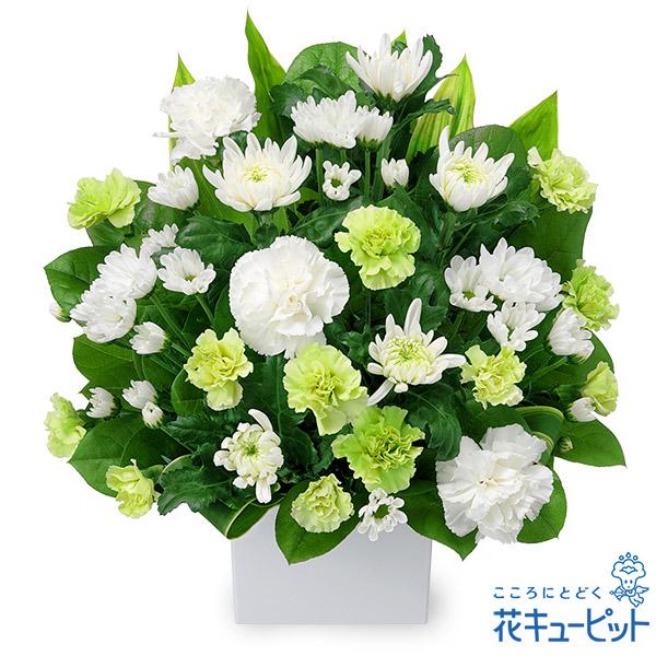 菊などの白とグリーンの花を中心に、ボリュームを出したお供えのアレンジメントです。たくさんの花々が、故人への想いを伝えてくれます。白上がりのアレンジメントは、四十九日を迎えるよりも前に贈る花として適しています。512713白い花を中心にボリュ...