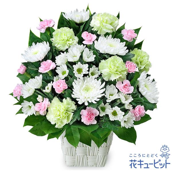 白菊とピンクの花を合わせた、スタンダードなお供えのアレンジメントです。菊は花が長持ちしやすく、お手入れも簡単なため、お供えに適した花となっています。優しげな花色がご遺族の心を癒すアレンジメントは、四十九日法要以降に贈るのがよいとされています...