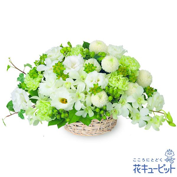ふんわりと優しげな花々を使った、お供えのアレンジメントです。柔らかな雰囲気のお花が、故人との想い出にそっと寄り添います。524119優しげな花々が故人との想い出に寄り添います　お悔やみのお花を地域のしきたりにあわせお花のプロがご用意いたしま...