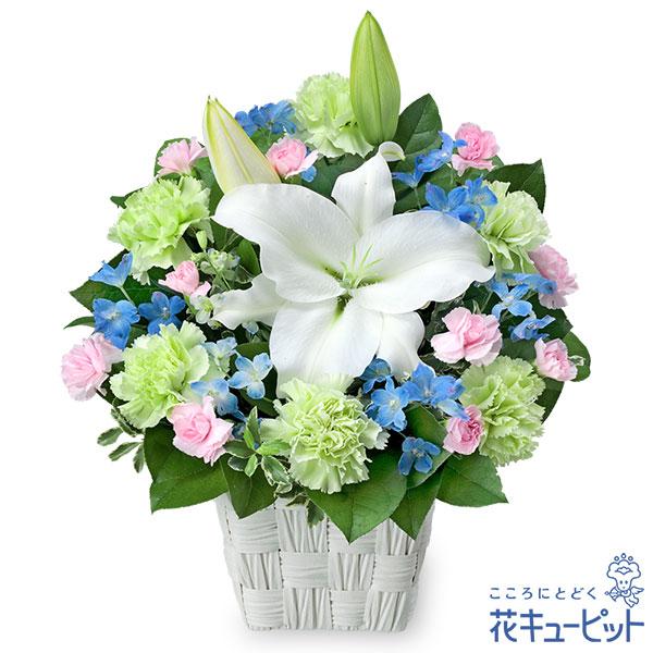 大輪の白ユリを中心に、青・ピンク系の小花を添えたお供えのアレンジメントです。優しい印象の花々が、故人との思い出に寄り添い、ご遺族の悲しみを癒してくれるはず。色の入ったアレンジメントは、四十九日法要以降に贈るのがよいとされています。52425...