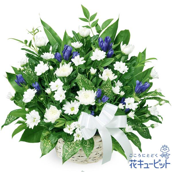 白菊と紫リンドウをあわせたお供えのアレンジメントです。優しかった故人を偲ぶ気持ちを表現しました。525053白の花々にリンドウを添えたお供えのアレンジメント　お悔やみのお花を地域のしきたりにあわせお花のプロがご用意いたしますので、安心してご...
