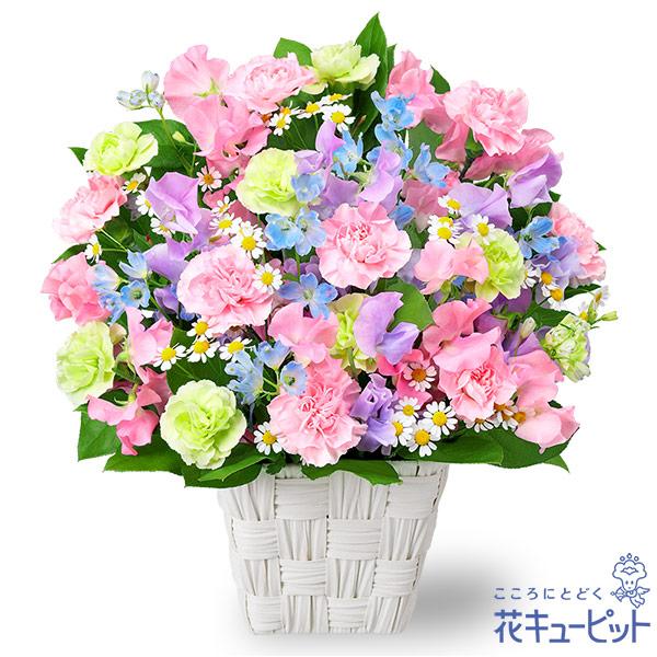 ピンクと紫のスイートピーに青系の小花をあわせた、暖かい春にぴったりなアレンジメント。カラフルで可愛らしい雰囲気が人気です。ボリューム満点なので、特別な記念日のプレゼントや、目上の人へのギフトにもおすすめです。524236カラフルで可愛らしい...