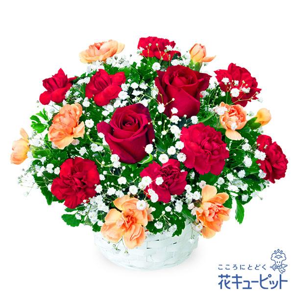 憧れの赤バラを気軽に贈っていただけるよう、手ごろな価格帯でご用意しました。ちょっとしたお礼やお祝いには、存在感のある赤バラのアレンジメントがおすすめです。525360憧れの赤バラを気軽に贈りましょう　　　【こんなご用途に】【使用花材】赤バラ...