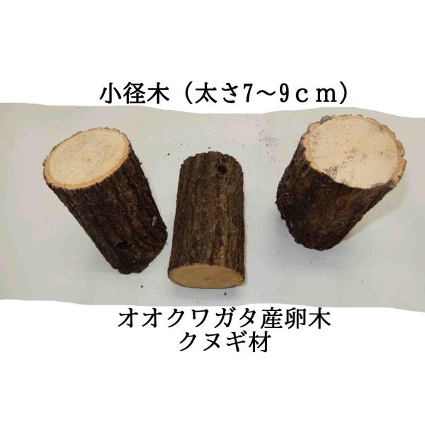 約10年ぶりに復活します。高橋農園のクワガタ産卵木　飼育材（朽木）・クヌギ材。全品、農薬は全く使っておりません。また、国産の原木を使っています。クヌギ材（朽ち木）で小径木、やや硬め（柔軟材ではありません）長さ約14ｃｍ、太さ約6〜9ｃｍ以下...