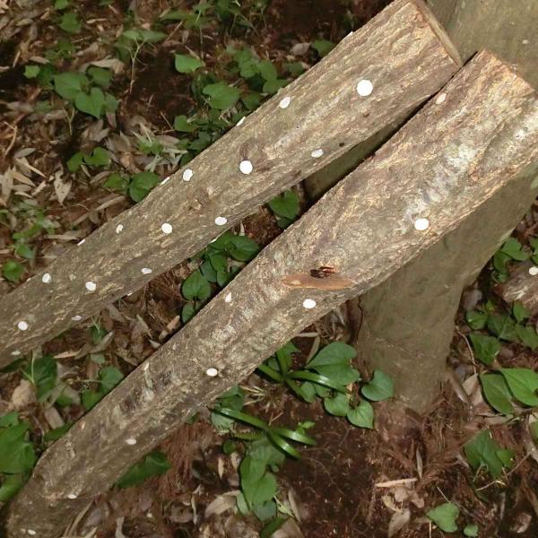 【キット内容】ホダ木2本入り。太さ約10〜14cm、長さ約90cm、太めで少し重いです。（女性の方、お子様が持つときはご注意ください）原木しいたけ栽培歴45年以上！　現役の原木しいたけ農家が書いた栽培マニュアル付き。高橋農園では、季節に合わ...