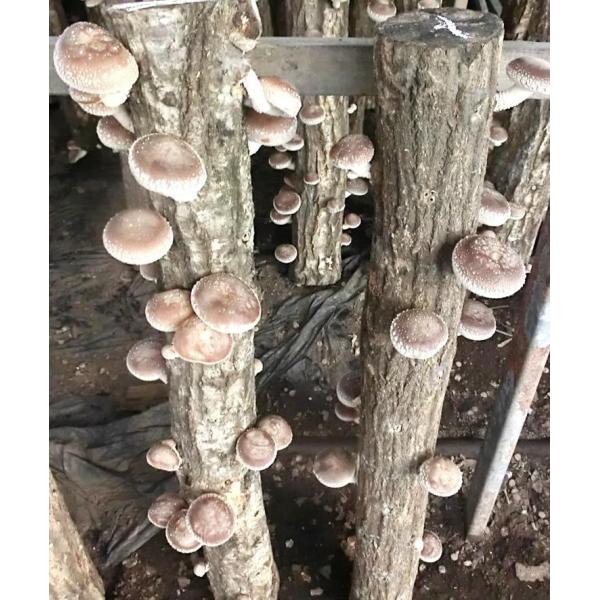 【キット内容】ホダ木2本入り。太さ約8〜10cm、長さ約90cm、中程度の太さなので、女性の方、お子様が持つことができます。原木しいたけ栽培歴45年以上！　現役の原木しいたけ農家が書いた栽培マニュアル付き。高橋農園では、季節に合わせて最適の...