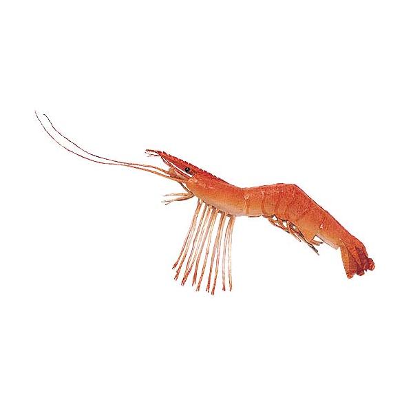 海の生物 オブジェ 20cm シュリンプ 6個セット商品番号 DIFI7923寸法 全長20ｃｍ素材 発泡ポリスチレン