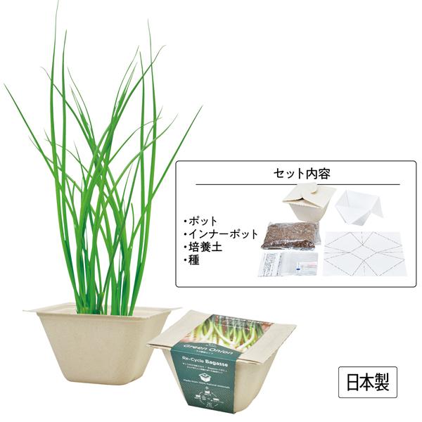 バガスグリーン ネギ 72個販売こちらの商品は、72個もしくは72個の倍数をカートに入力してください。※ご注文単位以下の場合はキャンセルさせて頂きます。※価格は1個あたりの価格と成ります。バガスグリーンは、手軽にはじめる話題のSDGsオリジ...