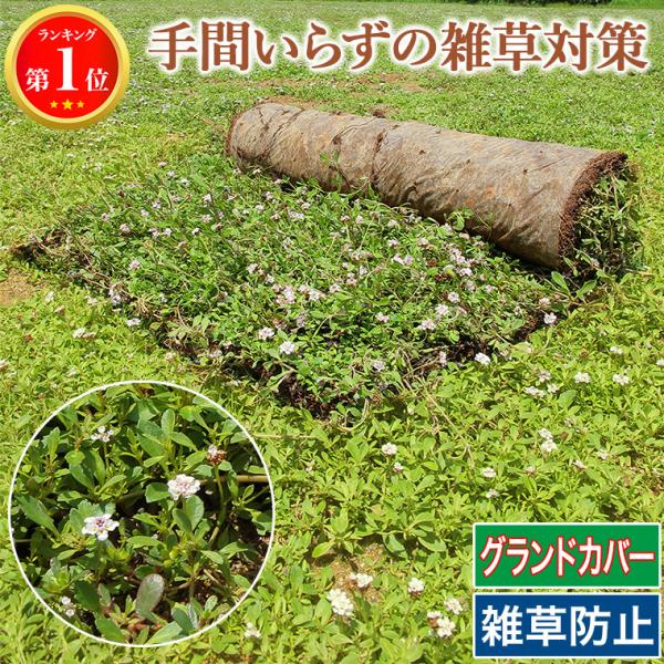 乾燥に強く、雑草を防ぎ、管理の手間いらず。春から夏にかけて白っぽい、淡いピンクの花が咲きます。10cm程で成長は止まり、芝刈りはしてもしなくてもOK。種子繁殖せず、必要以上に広がりません。管理は面倒でも緑を楽しみたい方や広い面積向き。(根が...