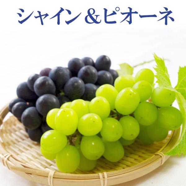 【発売日：2026年06月25日】ネットで買える！おかやま果物・野菜■品種:岡山県産　シャインマスカット「晴王」「ピオーネ」■商品内容:赤秀品　贈答向き　1箱　約1.0kg　(400g×2房)■原産地:岡山県産■賞味期限:到着後はなるべく早...