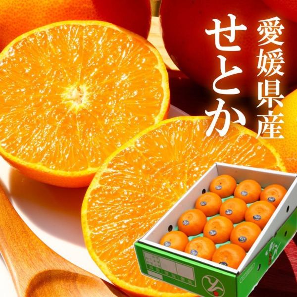 【発売日：2026年02月27日】■品種:「 せとか 」　■商品内容: 贈答用 赤秀 化粧箱■原産地: 愛媛県産 ＪＡえひめ中央※天候等の理由によりお届け時期が変更・キャンセルとなる場合がございます。どうぞご了承のうえでご注文をお願い致しま...