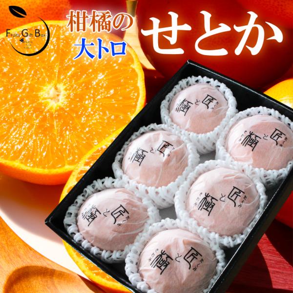 JAえひめ中央のせとかは生産量No.1！平成生まれのスーパースター柑橘TVや雑誌でも紹介される幻のエリート柑橘！トロ〜リとろける濃厚な味わいと溢れる果汁はまさに柑橘会の大トロとも呼ばれています。３月上旬頃よりご注文順に発送開始（前後いたします）
