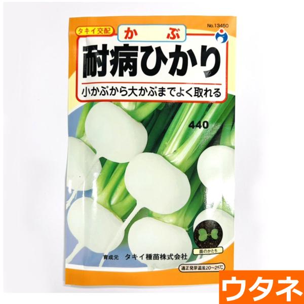 ・耐病性強く、栽培も容易で、小蕪から大蕪まで随時収穫出来る優良種、家庭菜園にも好適です。・形良く、肌も美しく、肉質もきめ細かく大変美味です。・蕪の揃いも抜群で、「ス」も入りません。・小蕪で収穫する時は、プランター、空箱等で手軽に作れます。●...