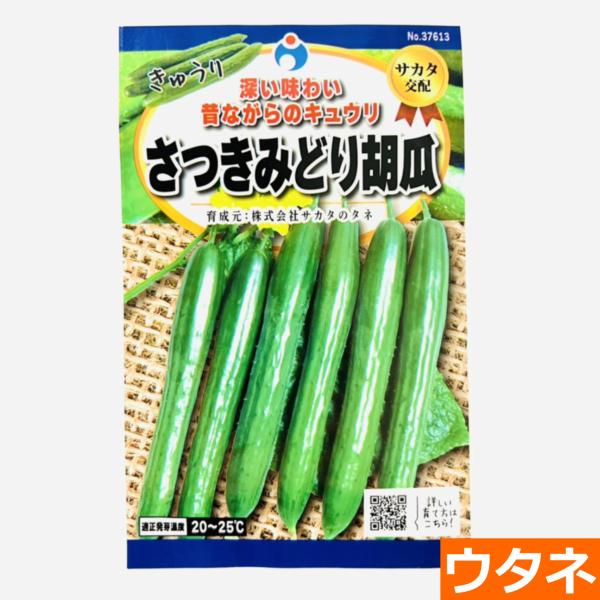 ・病気に強く、生育旺盛、家庭菜園でも手軽に作れます。・果は鮮やかな濃緑色、長さ24cm内外の長形、揃い良く外観は見事です。・質も優秀で歯切れ良く、サッパリとした味覚は最高です。・箱づくりでも出来る多収性の優良品種です。●適正発芽温度25-3...