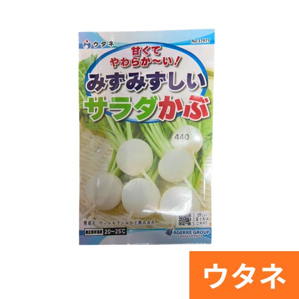 ・中早生の小かぶで病気に強く家庭菜園に最適の優良種です。・根部は豊円形で良く揃い、光沢が美しい乳白色。割れにくく、根尻が細く、肉質緻密でス入りは遅いです。・葉は濃緑で光沢があり、葉軸はしっかりしています。・生食、サラダにして味は抜群です。●...