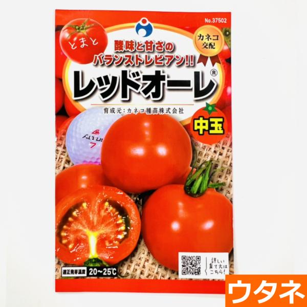 ・果は径4〜5cm位、重さ50g前後の中玉で、普通のミニトマトの約3倍の大きさです。・1果房平均8〜10個来果し、草勢強く、家庭菜園に好適です。・糖度は7度以上になり酸味が少なく、デザート感覚の新しい品種です。●適正発芽温度25-30度●数...