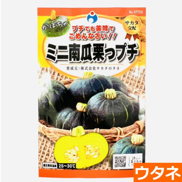 ・果重500〜600g位のミニかぼちゃです。・果皮色は黒緑色でチラシ斑が入った、偏円形の強粉質です。・レンジで7〜10分前後加熱するたけで食べられ、とても用途が広く重宝するカボチャです。●適正発芽温度25-30度●数量2ml●発売元ウタネ※...