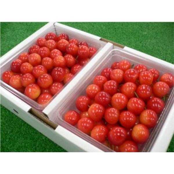 【発売日：2023年06月15日】本場山形産の高級サクランボ『佐藤錦/紅秀峰』!!Ｌサイズ以上の”大粒さくらんぼ”は贈答用にも最適！旬のおいしさをぜひ、ご賞味ください！◆内　　容◆山形産 佐藤錦又は紅秀峰 １ｋｇ(500ｇ×2パック入)バラ...