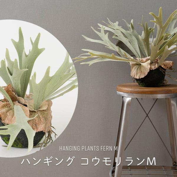 コウモリラン フェイクグリーン 壁掛け 吊り下げ リアル 人工観葉植物 人工植物 造花 ハンギング インテリア おしゃれ プランツシカの角やコウモリの羽のような葉姿が魅力のコウモリラン(ビカクシダ)。マットな葉がまるで本物そっくりな仕上がり...