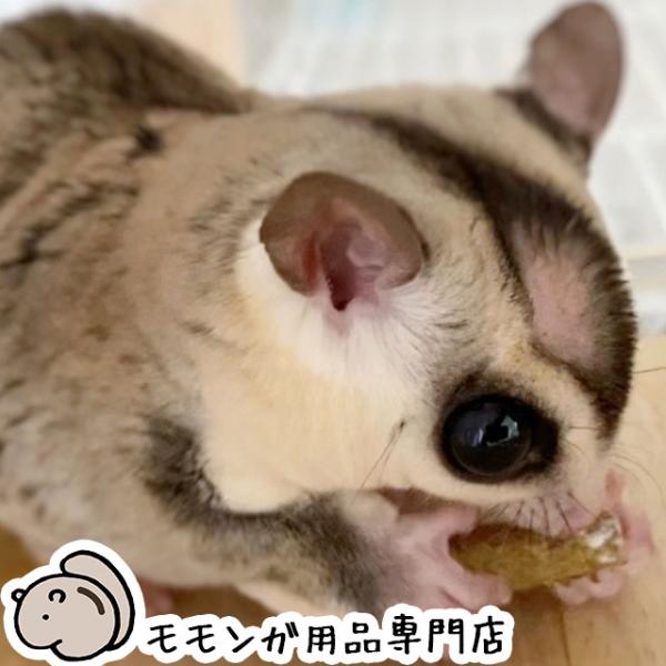 　　　ヘ＿ヘ　 _( ・ω・) ＜ももんがもんもん共和国でーす　ヽ　　　フ　/＿ _＿/　　(_)当店はフクロモモンガ用品の専門店です。「フクモモ専用フード（エサ・おやつ）」「寝袋ポーチやハンモック」「爪切りのペースを減らせる爪とぎアイテム...