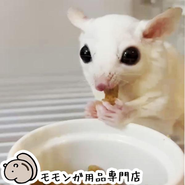 　　　ヘ＿ヘ　 _( ・ω・) ＜ももんがもんもん共和国でーす　ヽ　　　フ　/＿ _＿/　　(_)当店はフクロモモンガ用品の専門店です。「フクモモ専用フード（エサ・おやつ）」「寝袋ポーチやハンモック」「爪切りのペースを減らせる爪とぎアイテム...