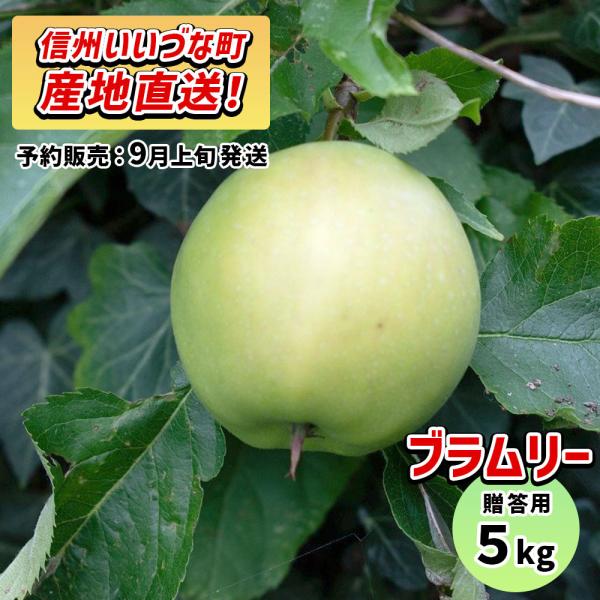 長野県飯綱町産リンゴ  初物直送! りんご ブラムリー 贈答用