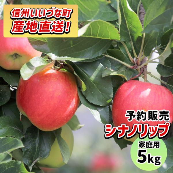 長野県飯綱町産 リンゴ  初物を直送 りんご シナノリップ 家庭用