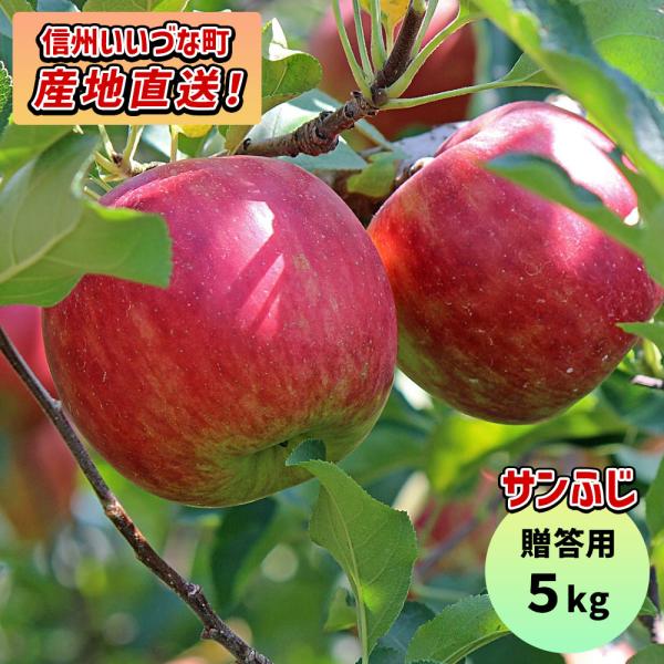 長野県飯綱町産 リンゴ  初物を直送! りんご ふじ 贈答用