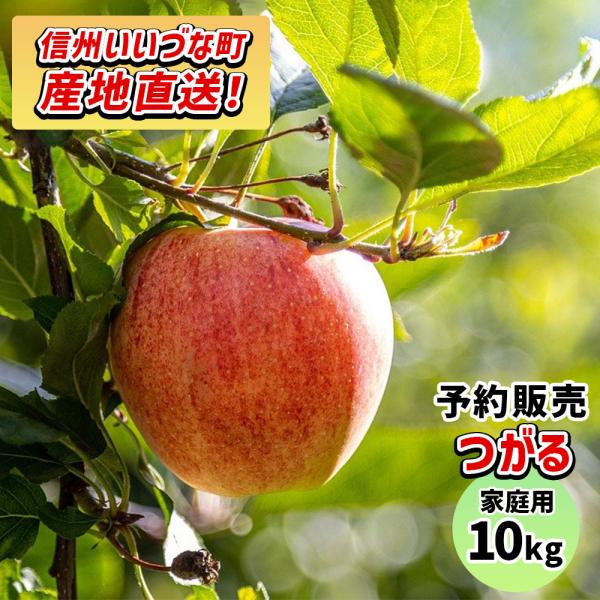長野県飯綱町産 リンゴ  初物直送! りんご つがる 家庭用 訳あり