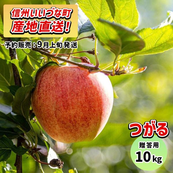 長野県飯綱町産 リンゴ  初物直送! りんご つがる 贈答用