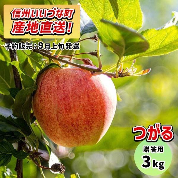 長野県飯綱町産 リンゴ  初物直送! りんご つがる 贈答用
