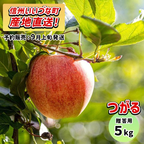 長野県飯綱町産 リンゴ  初物直送! りんご つがる 贈答用