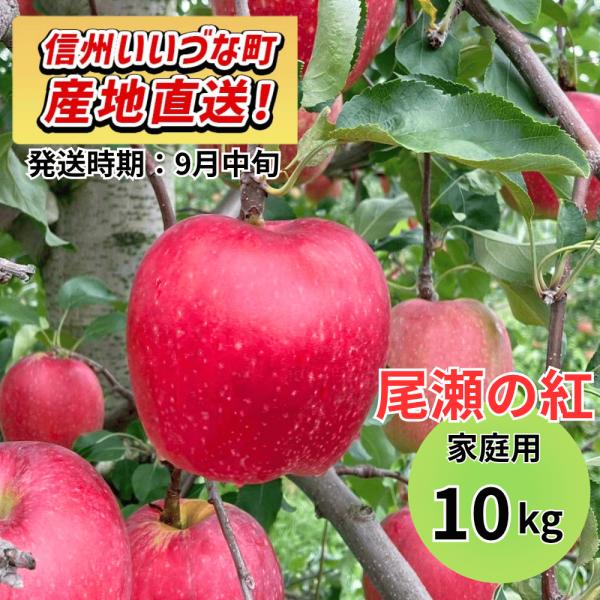 長野県飯綱町産のリンゴ  初物を産地から直送します！ りんご おぜの紅（おぜのくれない） 家庭用