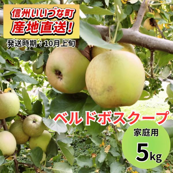 長野県飯綱町産 リンゴ  初物を直送! りんご ベルドボスクープ 家庭用 訳あり