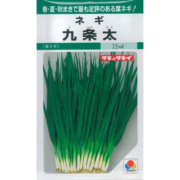 京野菜で有名な九条ネギです。東海以西に広く栽培されている葉ネギで有名な九条葱。草丈は60cm程度で3から4本に分けつし、葉色が濃く、肉厚で葉先までやわらかく芳香に富み、品質上々です。浅黄系より茎が太く、軟白部を長くして根深ネギにも利用できます