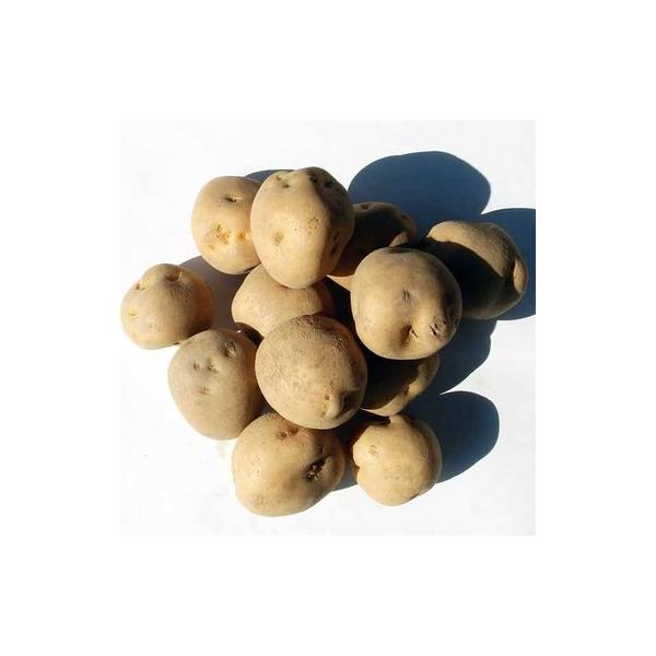 ジャガイモの王様！早生種で育て易い。芋のサイズは、在庫状況に合わせてＭ〜Ｌサイズでのお届けとなります。