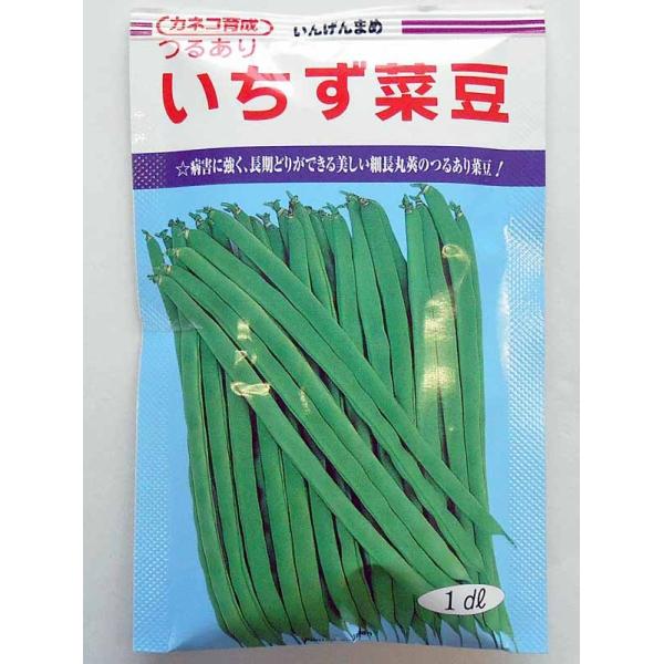 白種子、白花で節間が短く、病害に強いつるあり菜豆（インゲン）です。 中生種で、長期間、最後まで上物品が安定して得られる多収種です。 18から20cm位の鮮緑色の若干ふくらみをもった美しい丸長莢で、曲がり莢は極少で、市場性、調整作業効率が抜群...
