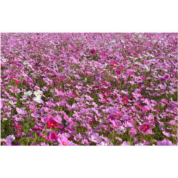 最もポピュラーな種類で、花は約8cmと巨大輪。草丈約1mをこす高さで咲く、早咲きタイプ。切り花にも最適。タネまき後60〜90日で開花