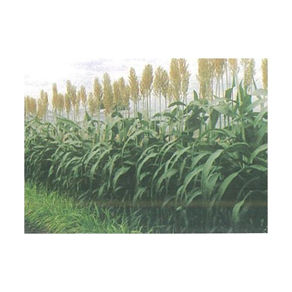 草丈１.2〜1.5ｍと小さなソルゴーで倒状に強いです。防風を目的とした圃場周囲の囲い込みや間作利用に適します。葉菜類の圃場周囲には適度な草丈が必要。