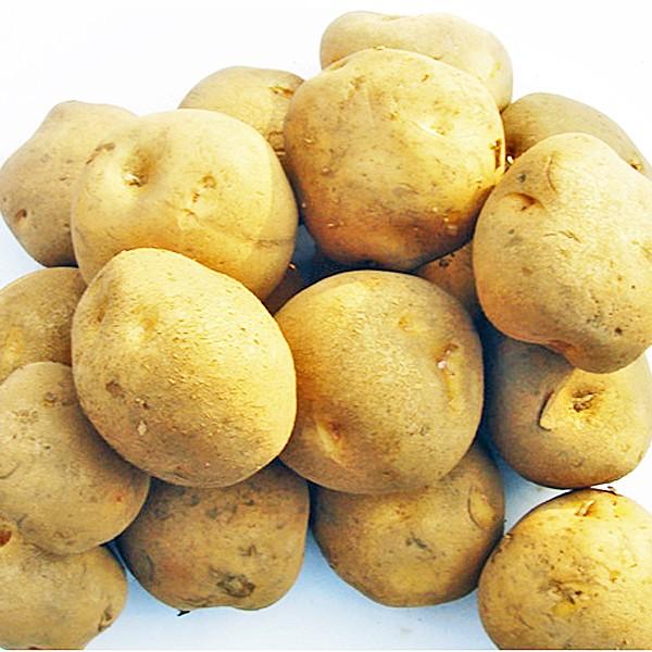 栽培用種馬鈴薯。味は絶品！煮えが早い！人気のジャガイモです。コロッケやポテトサラダに人気の品種です。煮崩れしやすいので、煮物に向きません。発送方法：宅配便＊お住まいの地域によりお届け時間帯指定ができない場合があります注）サイズは、S〜Lサイ...