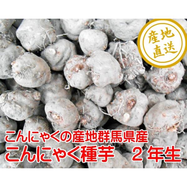 コンニャクの種芋を産地群馬県よりお客様へお届け！