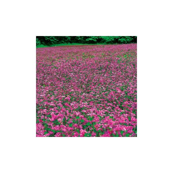 景観用作物としてご利用いただけます。赤色がきれいな赤花そばの種です。草丈は40〜50ｃｍで、開花は従来の白花そばに比べてやや遅い。開花期に10〜15度の低温にアウト、良い美しい色になる。従来品種より更に紅色が濃く改良された赤花そば。土地を選...