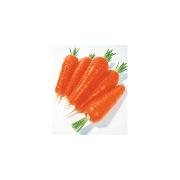 ●晩抽性と耐暑性にすぐれた春・夏作兼用の五寸ニンジン。●土質を選ばず幅広い作型に適し、たいへん作りやすい。●根形はやや肩張りで尻部までよく太る。根色は美しい鮮紅色。肌は滑らかでツヤがあり、市場性が高い。●適期栽培では根長18cm、根重200...